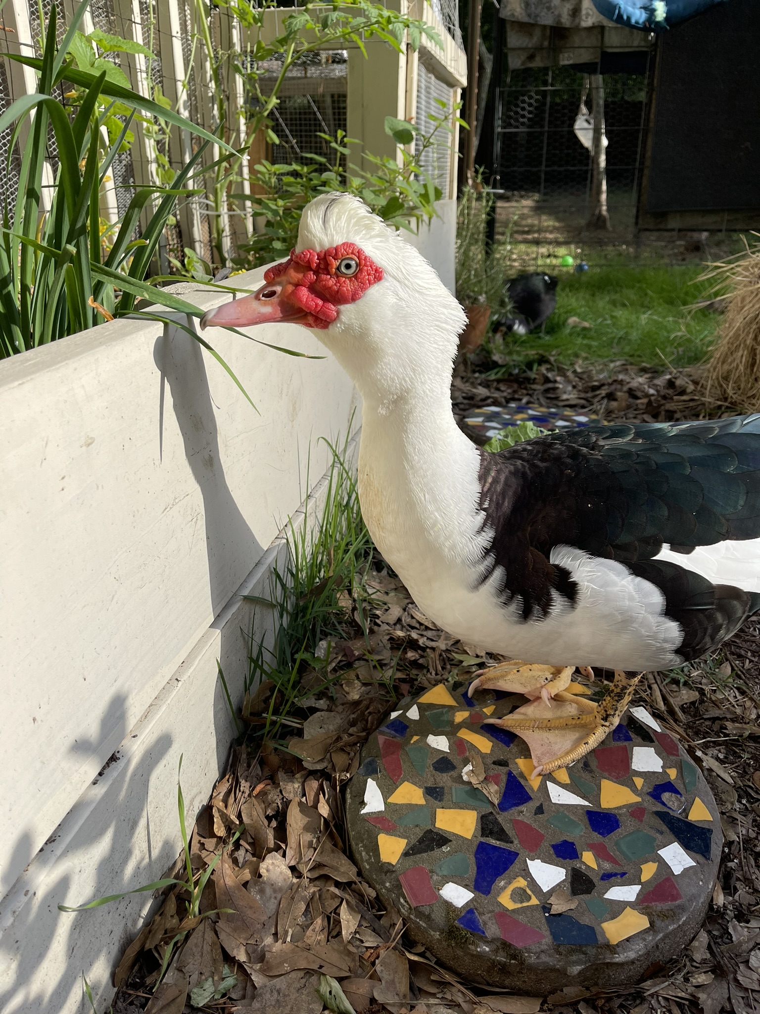 Our Animals – Flora & Fauna